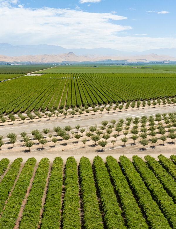 Sun Grape California – an Oppy company
