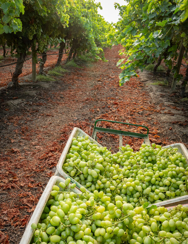 Sun Grape California – an Oppy company