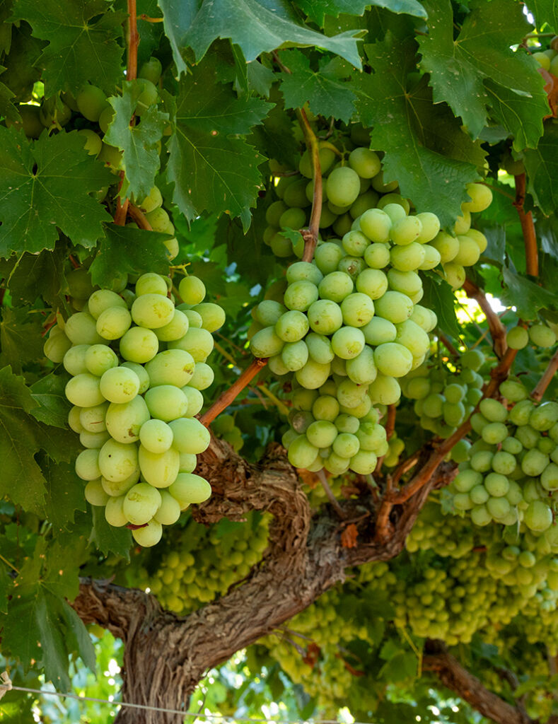 Sun Grape California – an Oppy company