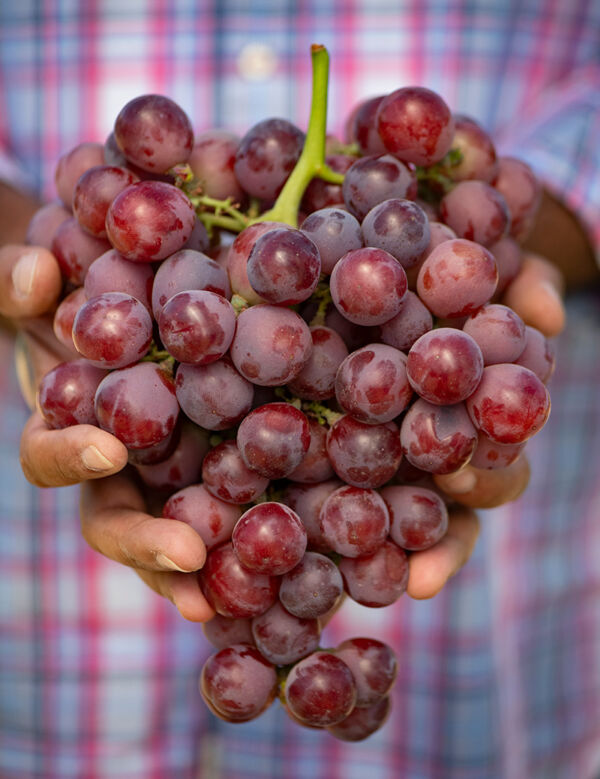 Sun Grape California – an Oppy company