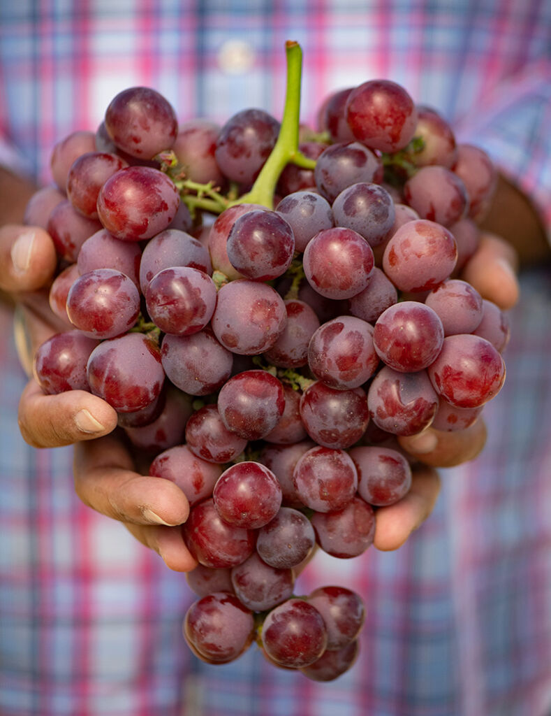 Sun Grape California – an Oppy company