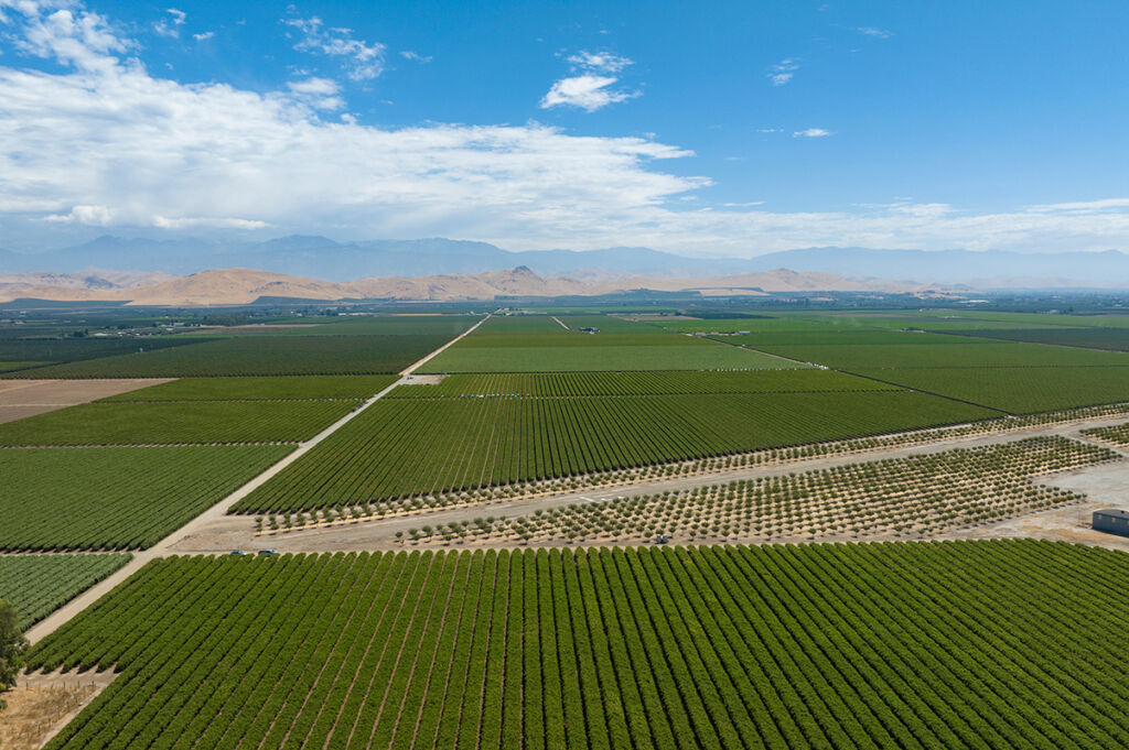 Sun Grape California – an Oppy company