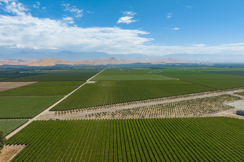 Sun Grape California – an Oppy company